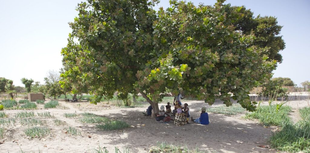 Revisiting the palaver tree | MAVA Foundation