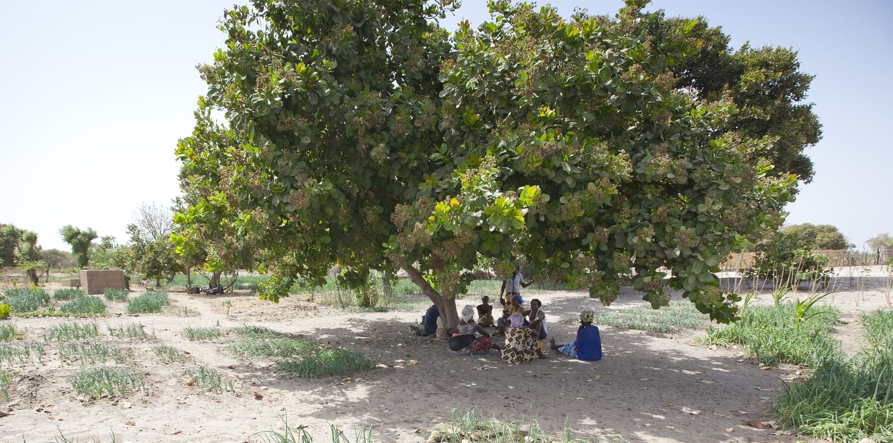 Revisiting the palaver tree | MAVA Foundation