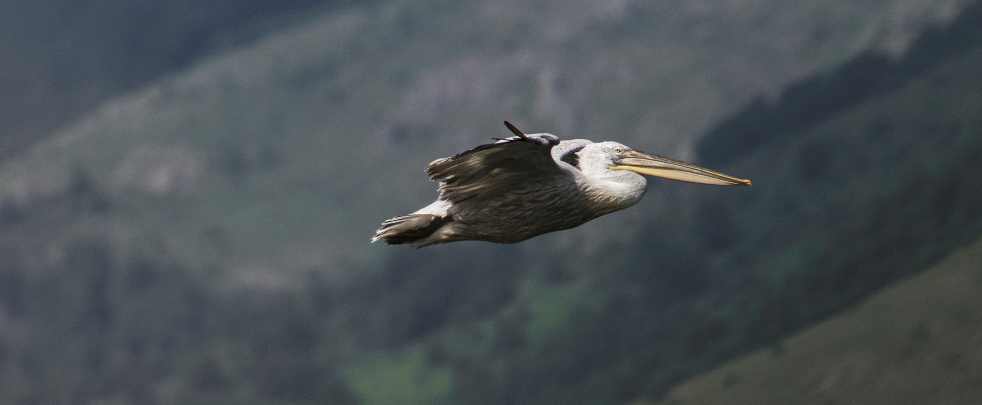 Prespa – a beacon of hope in the heart of the Balkans | MAVA Foundation